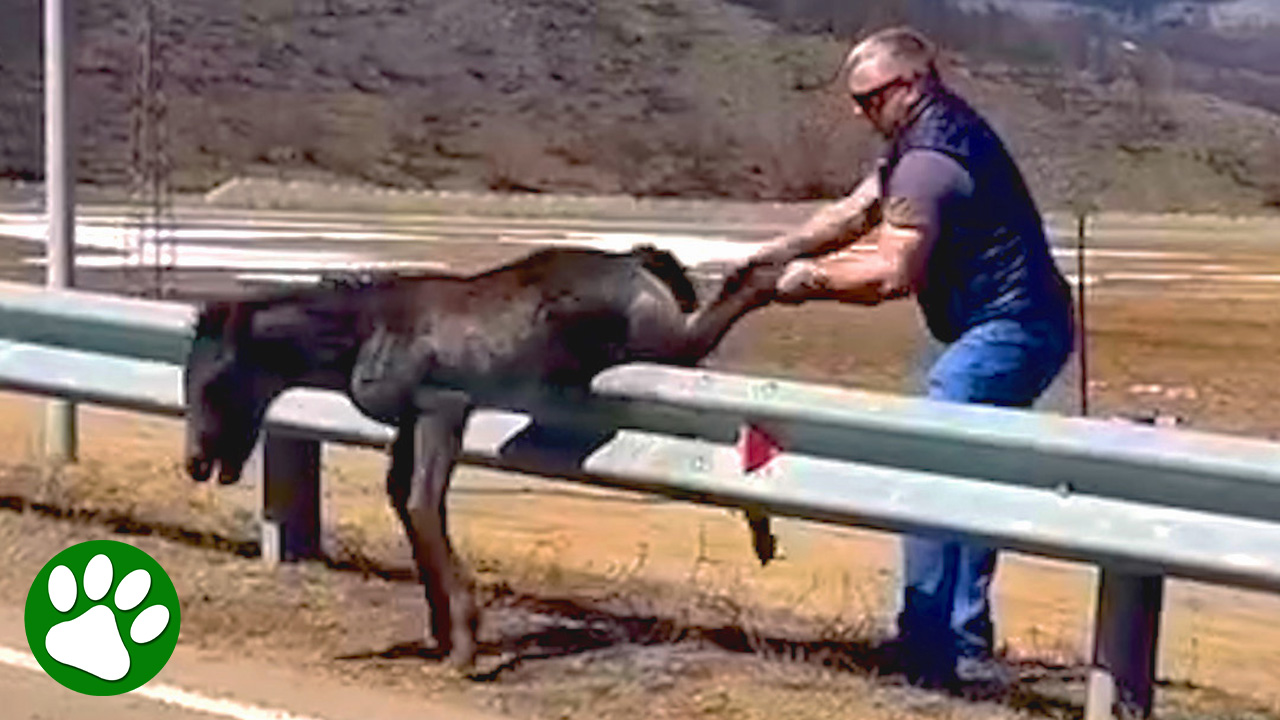 Brave man rescues baby wild horse 👏 ️
