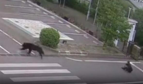 Horror moment man chased down street and attacked by bear