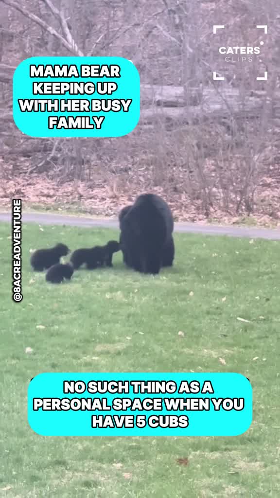 Family of bears keeps coming back to one woman’s backyard in New England