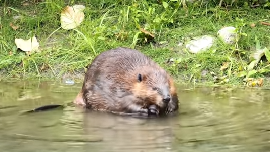 This beaver dam runs nearly 200 feet - then the water starts rebuilding ...