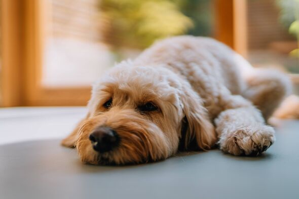 Dog owners warned that popular meat is 'toxic' for pets