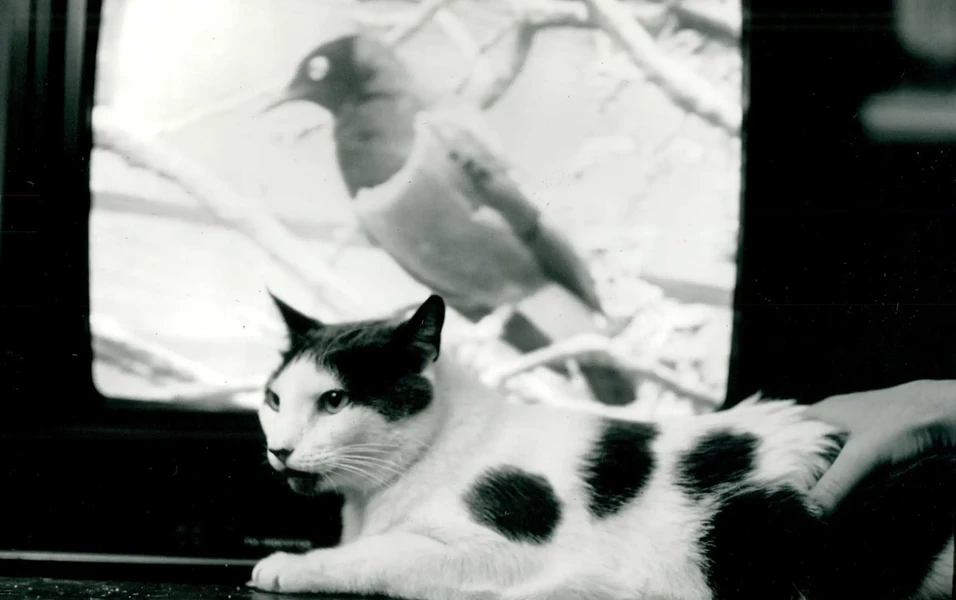 How to make cat TV a happy habit
