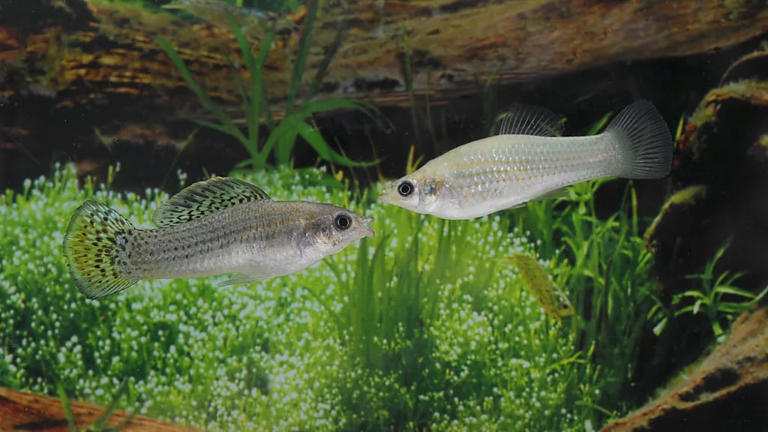Amazon molly fish survives 100,000 years without males