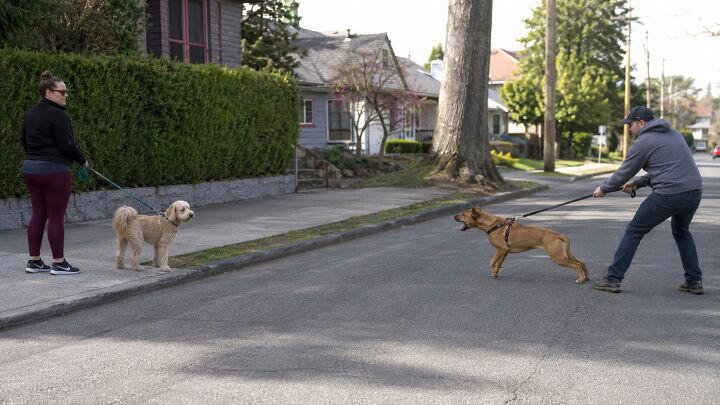 How to stop your dog barking at other dogs: 6 tips for peaceful walks