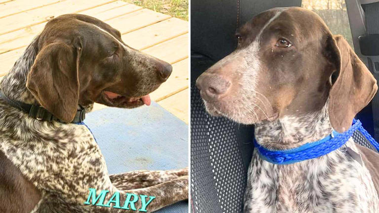 German shorthaired pointer mix pup looking for new home after life on ...
