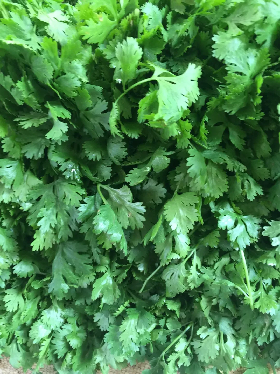 My aunt warned me never to throw away cilantro stems - now I understand why