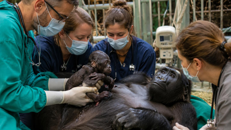 Rare emergency C-section saves gorilla and newborn in unusual zoo birth