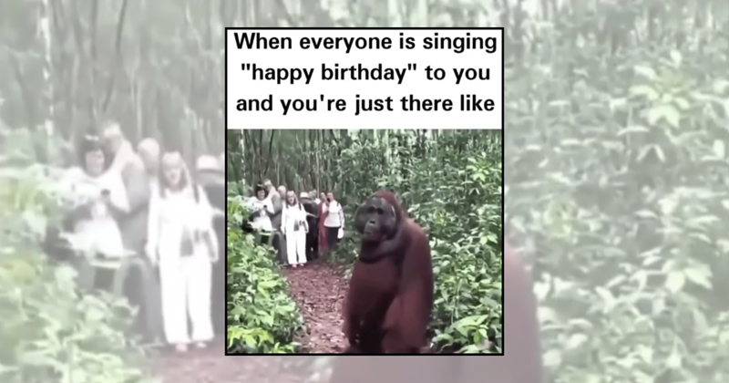 A little gift from the internet: Birthday memes worth blowing out ...