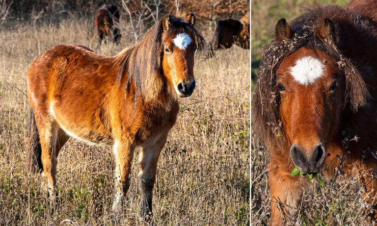 Fears Dartmoor's endangered wild ponies could become extinct under ...