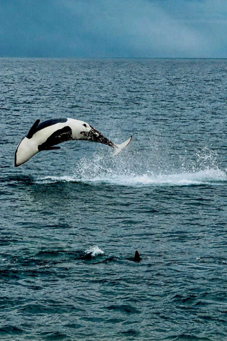 Orca performs flip for holidaymakers off UK coast