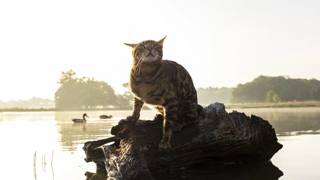 Why your cat can’t resist knocking things over
