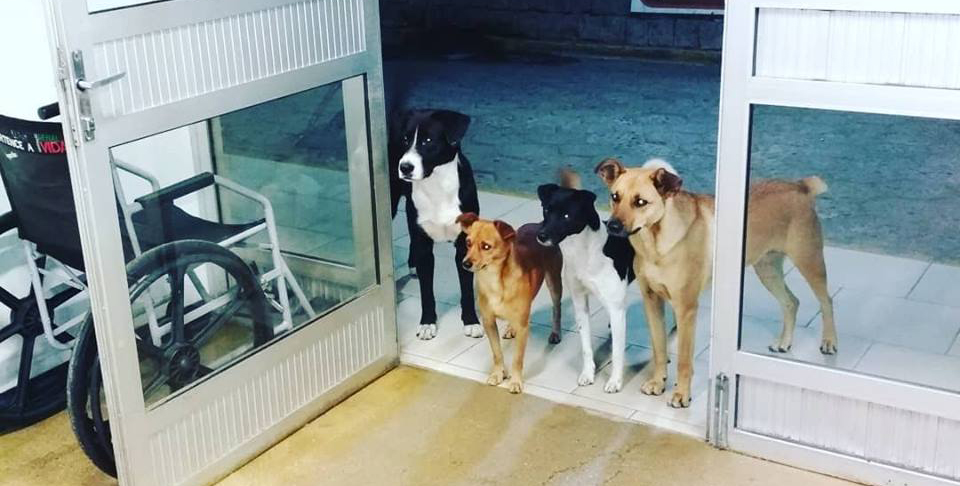 Bebé, Nick, Niña e Tico aspettano tutta la notte fuori dall’ospedale il ...