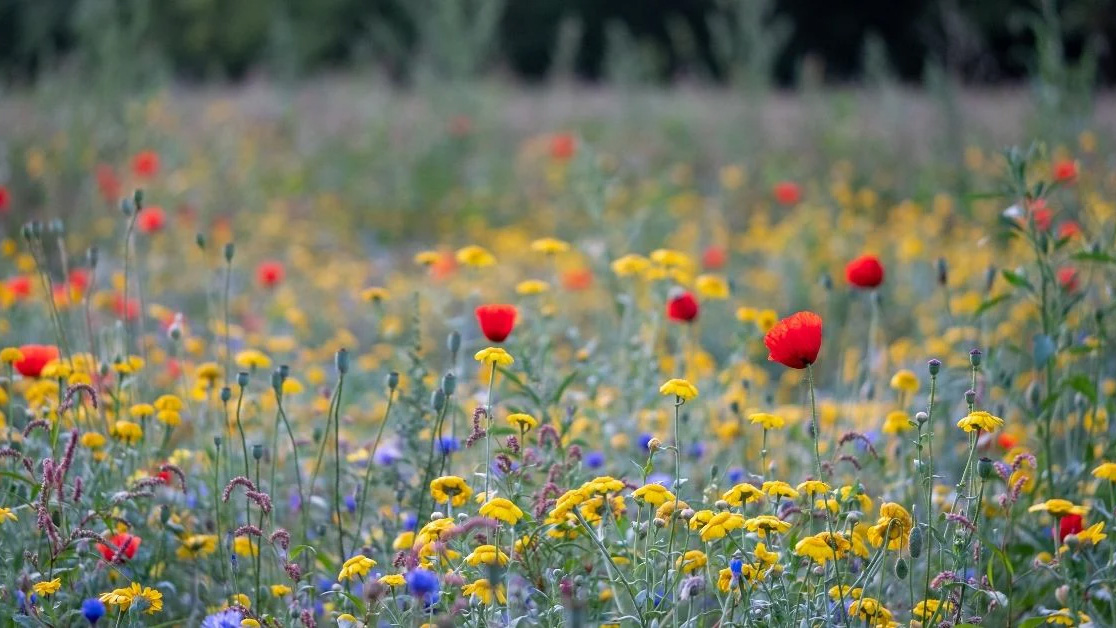 How to grow a wildflower patch in your garden