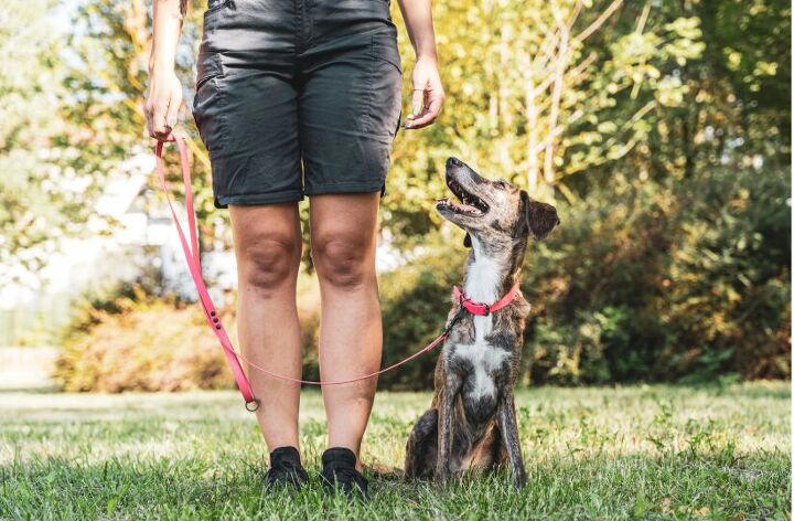How to stop your dog barking at other dogs: 6 tips for peaceful walks