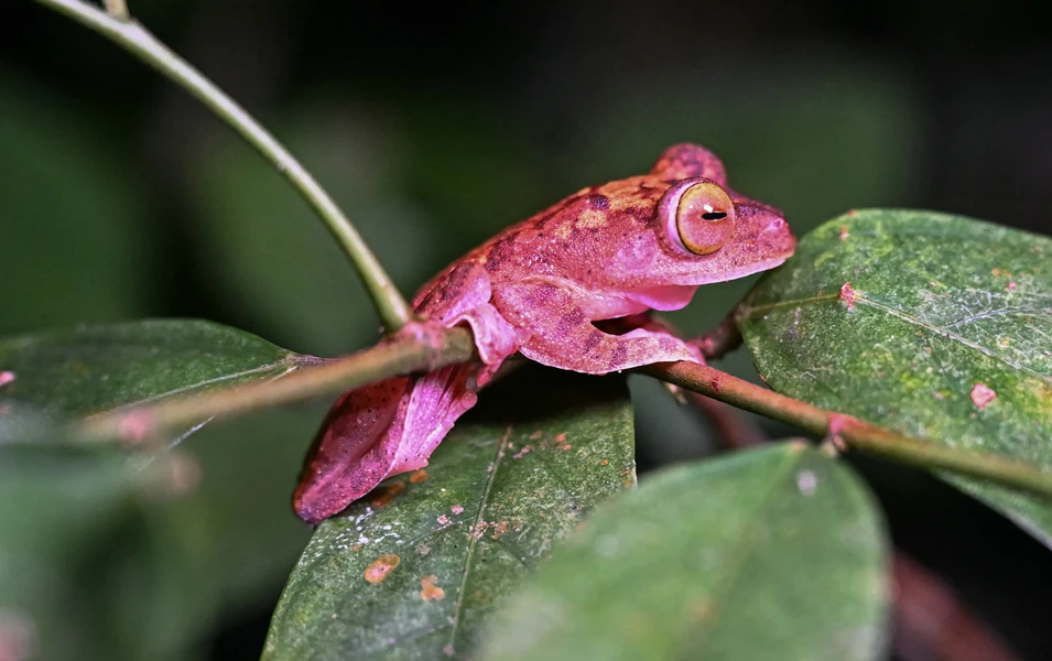 Borneo adventures that give back to nature