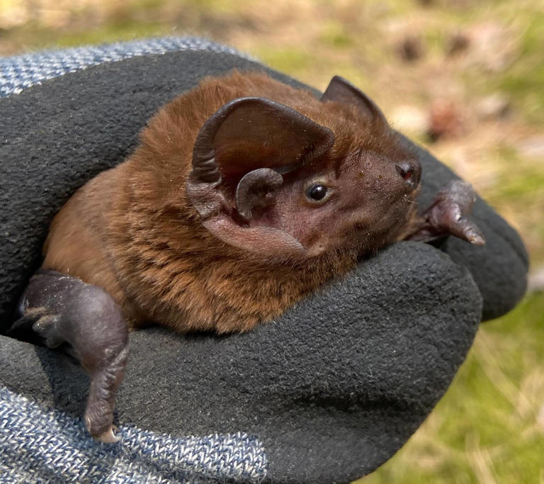 Aktuelles aus TF: Seltene Fledermaus gesichtet ++ Weiter externer ...