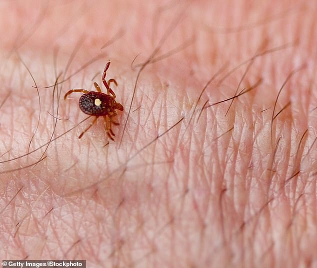 Outrage as scientists push to create ticks that spread red-meat allergies