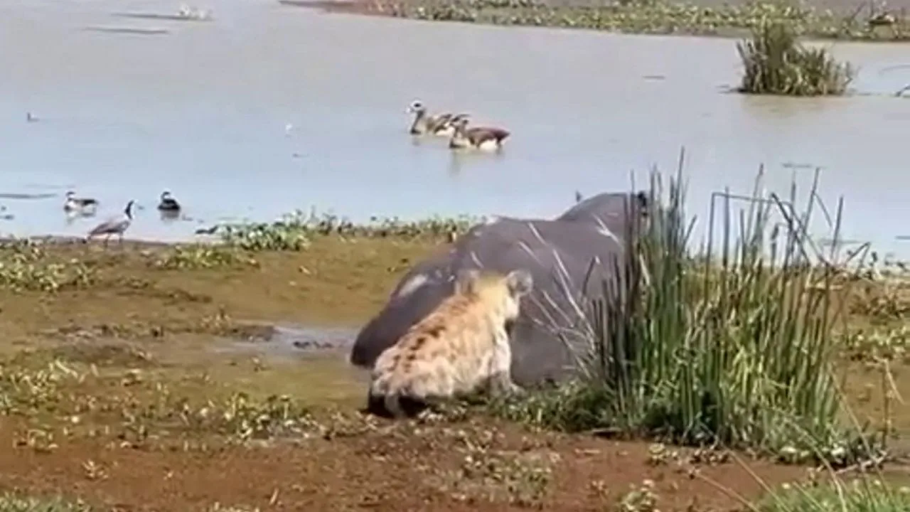Hyena tries to nibble on 'dead' hippo only to find out it is very much ...