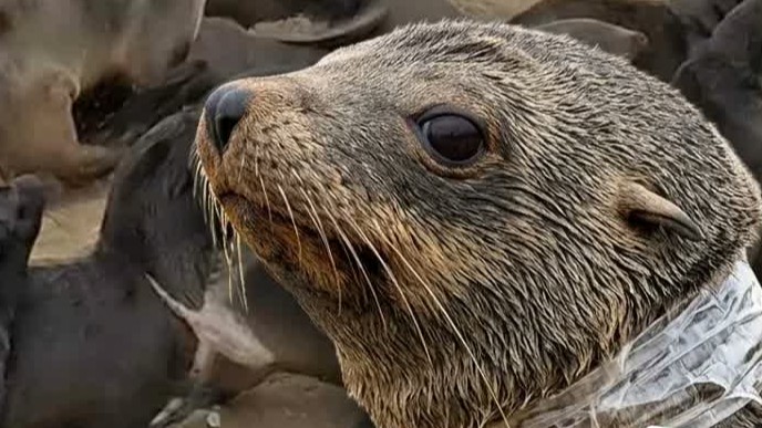 Namibia’s seals are dying for our cheap plastic - and it will break ...