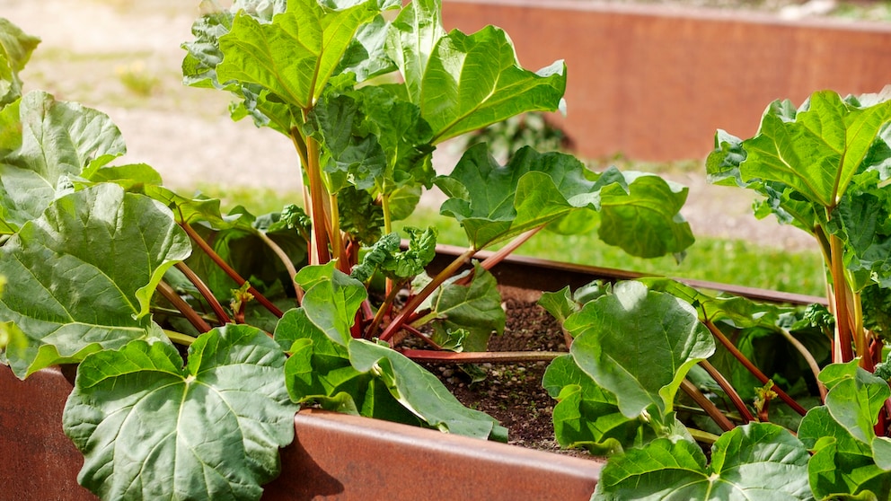 Planting and caring for rhubarb–tips for a bountiful harvest