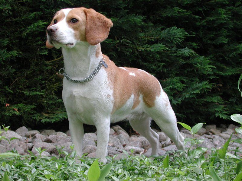 11 dogs that act like you're their whole world – until they smell ...