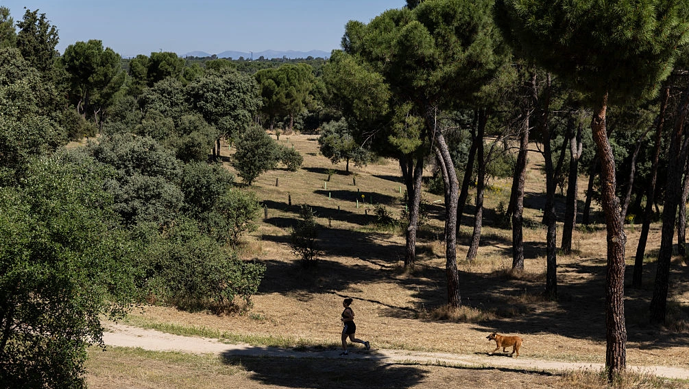 Experts share urgent summer safety advice for dog owners
