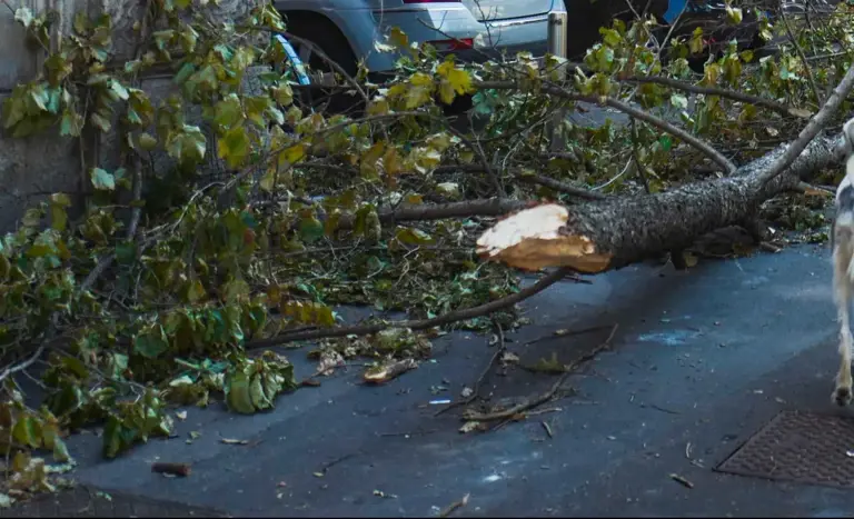 Tromba d’aria a Roma, disagi per il forte vento e alberi caduti ...