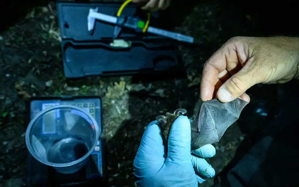 Eurasian hobbies seen hunting bats at Greek migration site