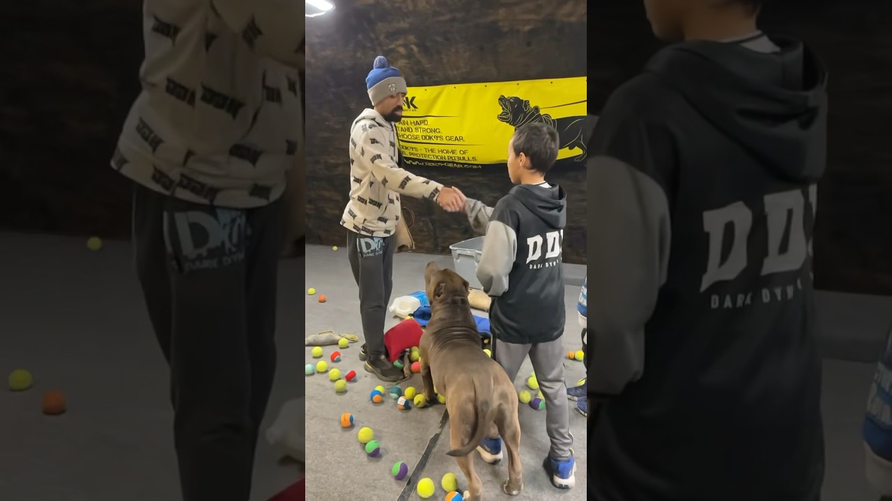 Nothing distracts this pitbull from protection duty