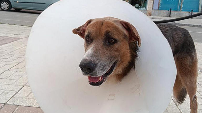 Gremlin vivía en la calle con su dueño e iba a ser sacrificado pero ...