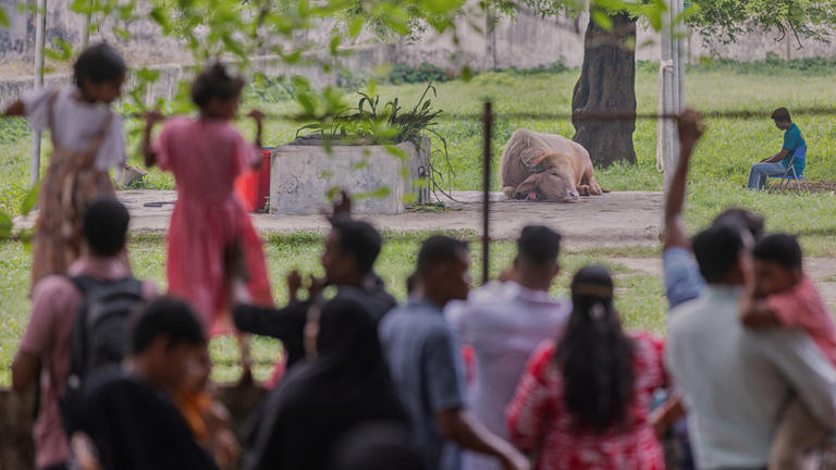 Rare albino buffalo named after Donald Trump for its golden locks draws ...