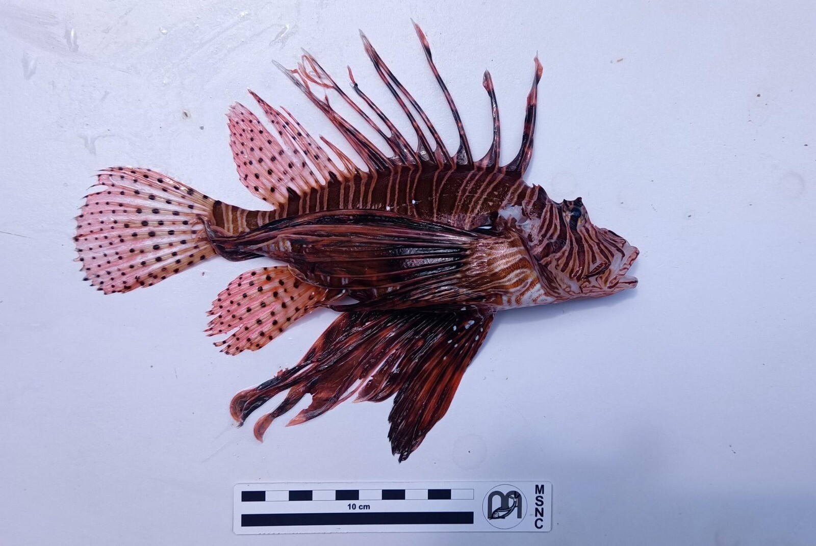 Allarme specie invasive: pesce scorpione trovato nel mare del ...