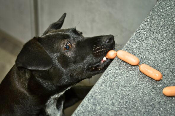Dog owners warned that popular meat is 'toxic' for pets
