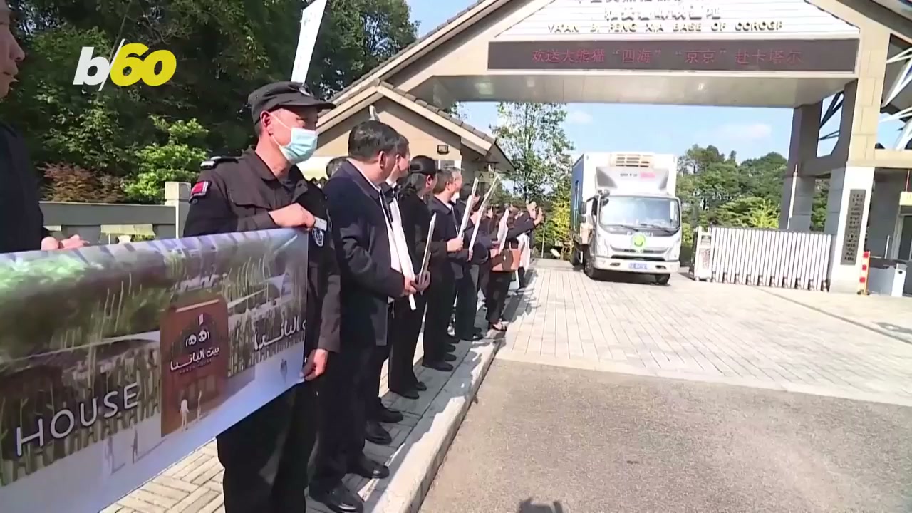 A special ceremony for these traveling pandas is exactly what the ...
