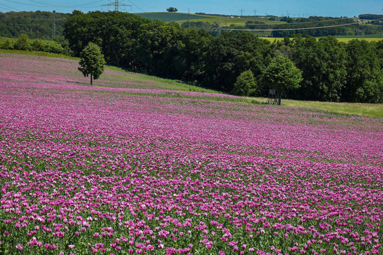 Lila Pracht, so weit das Auge reicht: In Sachsen blüht wieder der Mohn