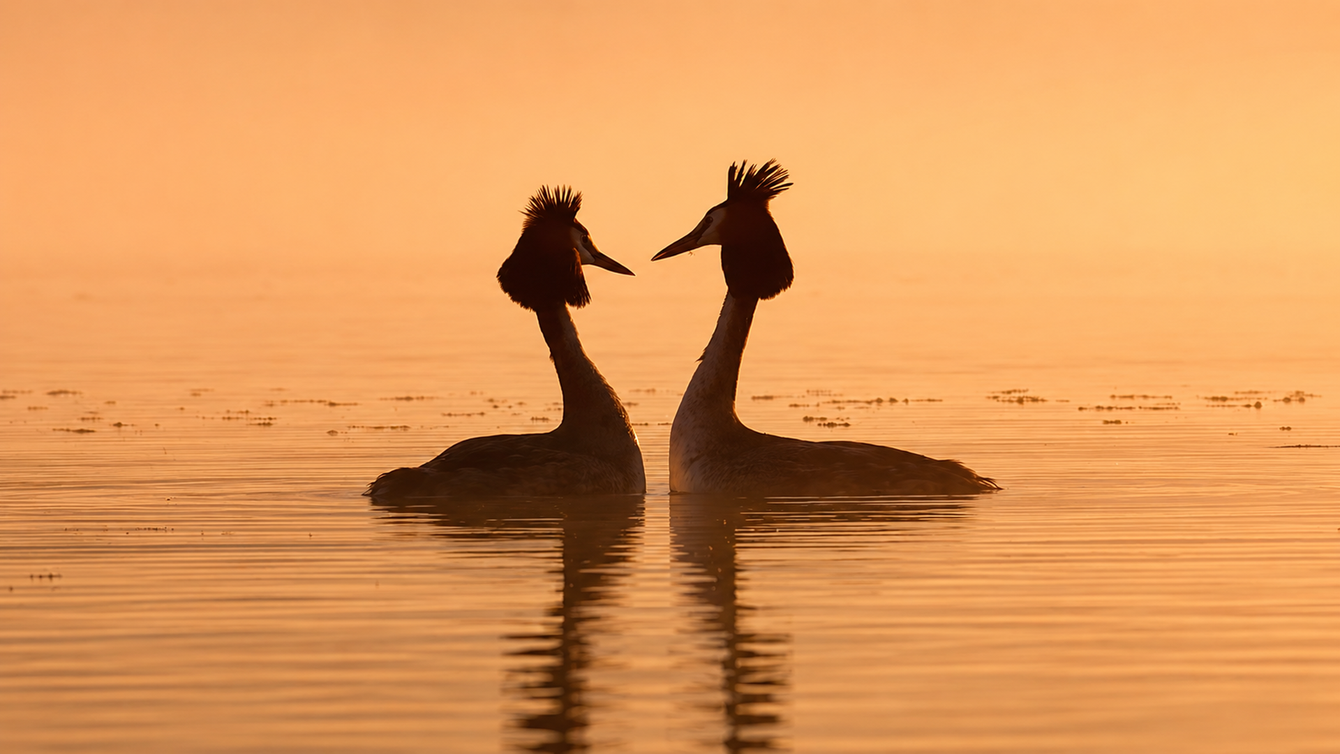 Capturing nature’s most fascinating bird dance