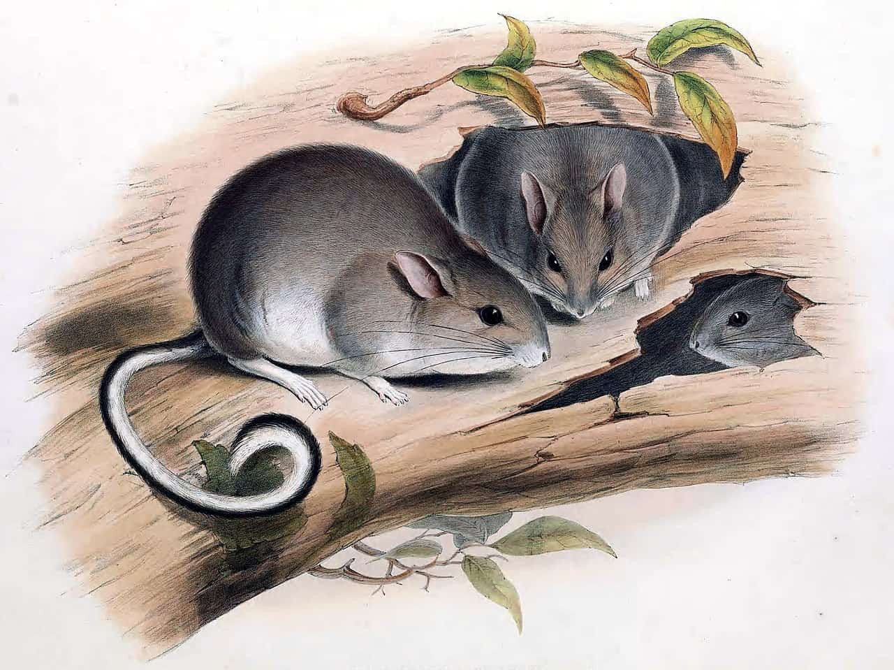 7 extinct animals that were almost too weird to be real