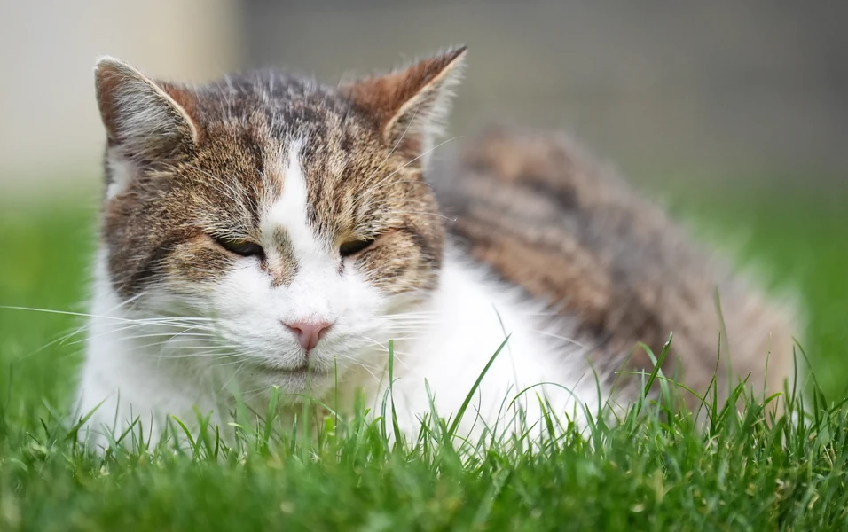 Indoor vs outdoor cats: finding your cat’s happy place