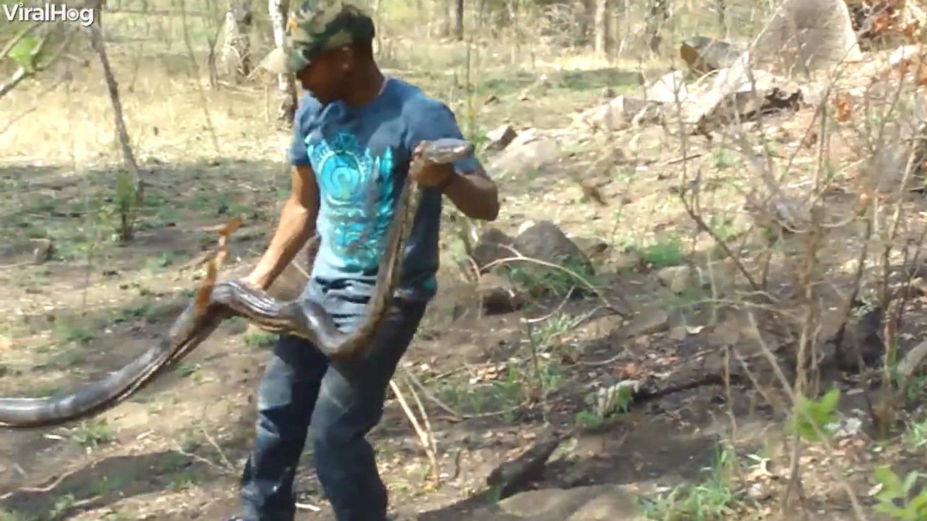 Huge snake caught after chasing man