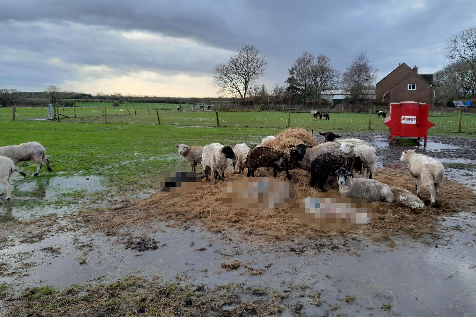 Lincolnshire farmer sentenced over serious animal welfare offences and ...