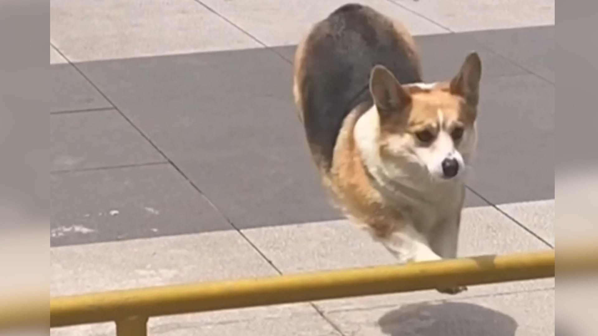 Corgi’s clumsy leap over steel railings ends in mid-air mishap