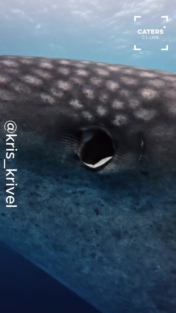 Diver captures astonishing close-up of shark’s eye
