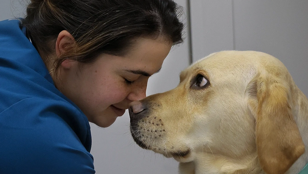 Study finds dogs show human-like brain activity during grief