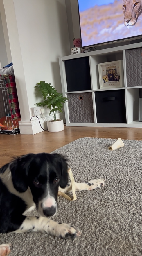 Fierce lioness on TV frightens pup