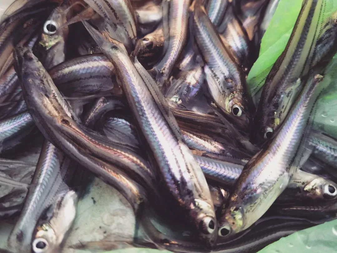 8 regional American dishes most Europeans are afraid to try