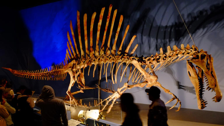 Spinosaurus mirabilis, the school-bus-sized fish-eater dug out of Niger ...
