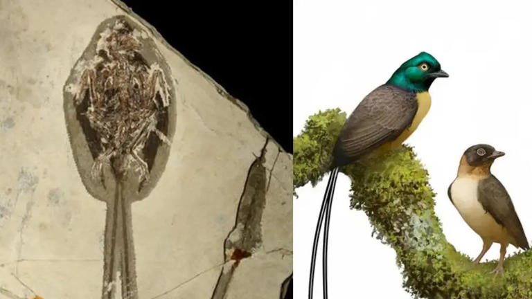 121-million-year-old bird fossil stuns scientists with tail feathers ...