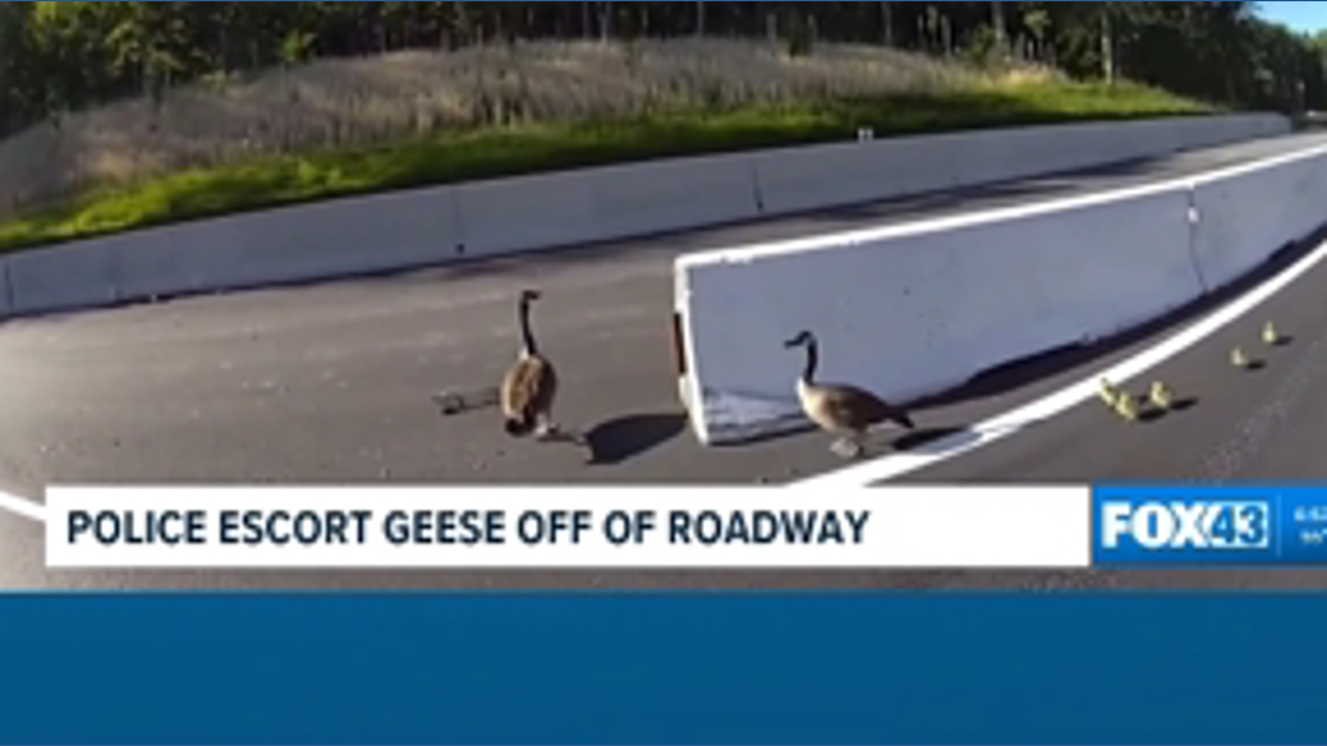 Police officer helps escort geese family off of Maryland highway