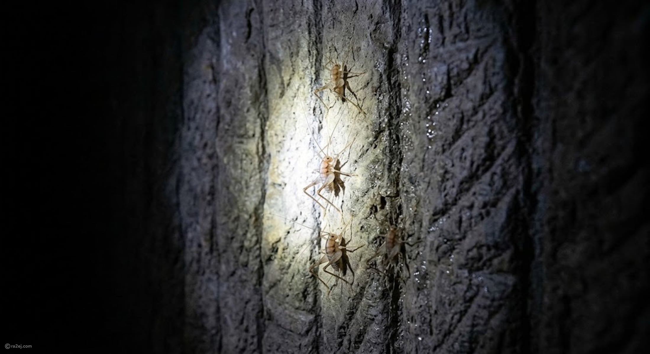 Inside a 25m-deep tunnel, researchers found an unidentified creature on ...