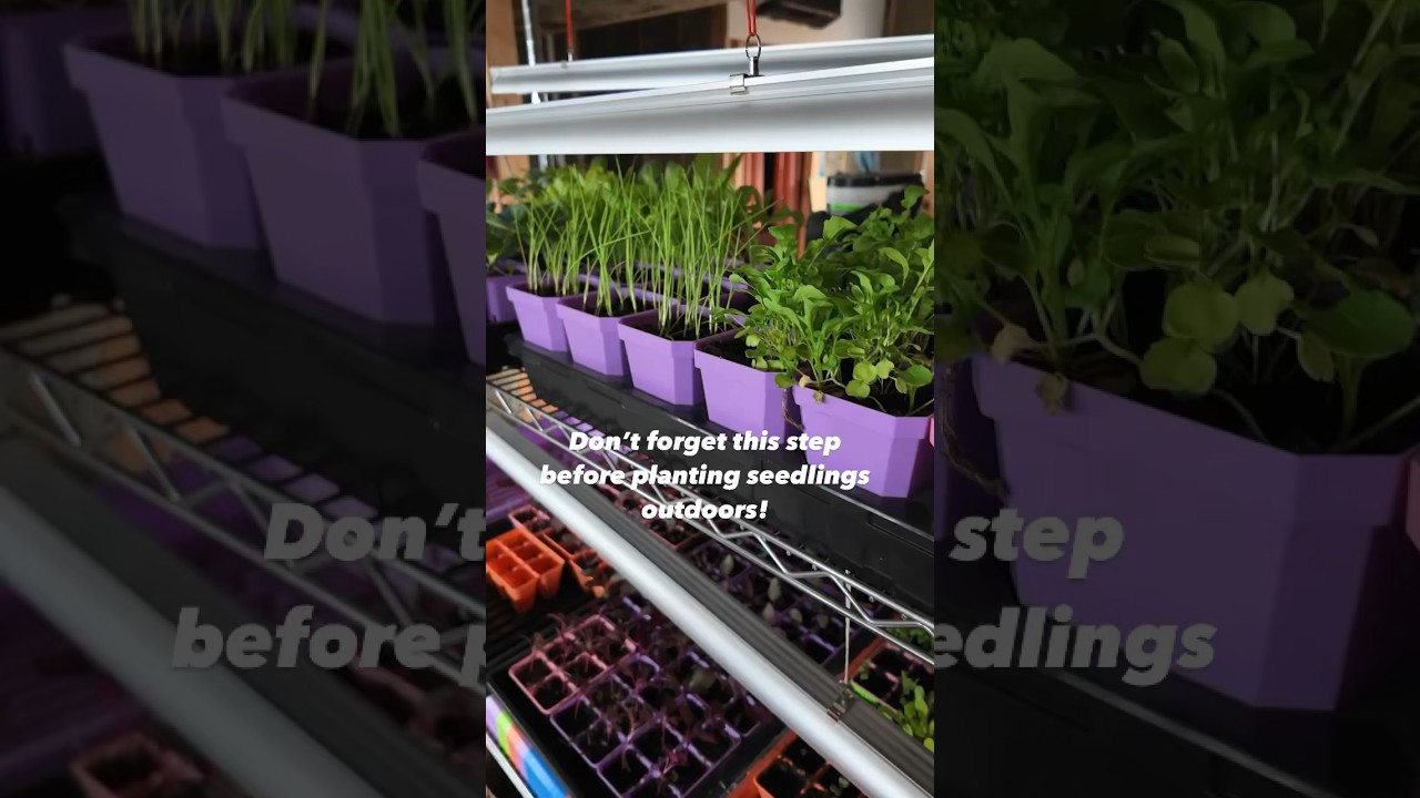 Start seedlings indoors using proper planting techniques